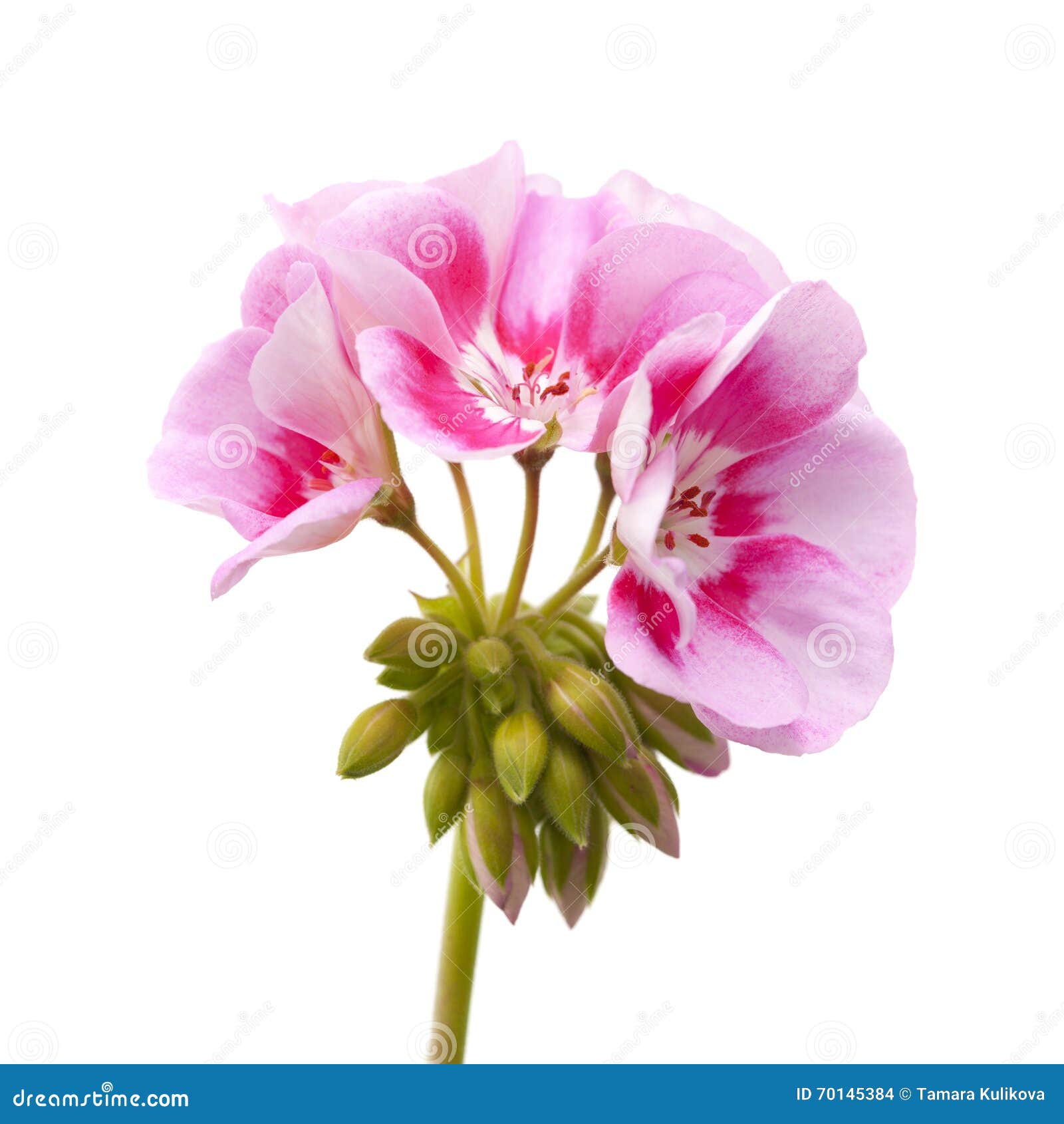 Magenta geranium isolated stock photo. Image of stripe - 70145384