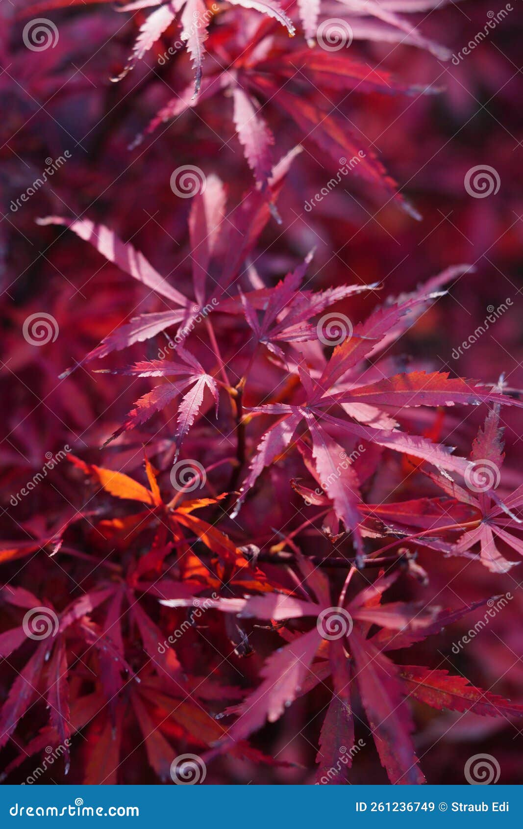 Magenta Leaves in Botanical Garden Stock Image - Image of maple ...