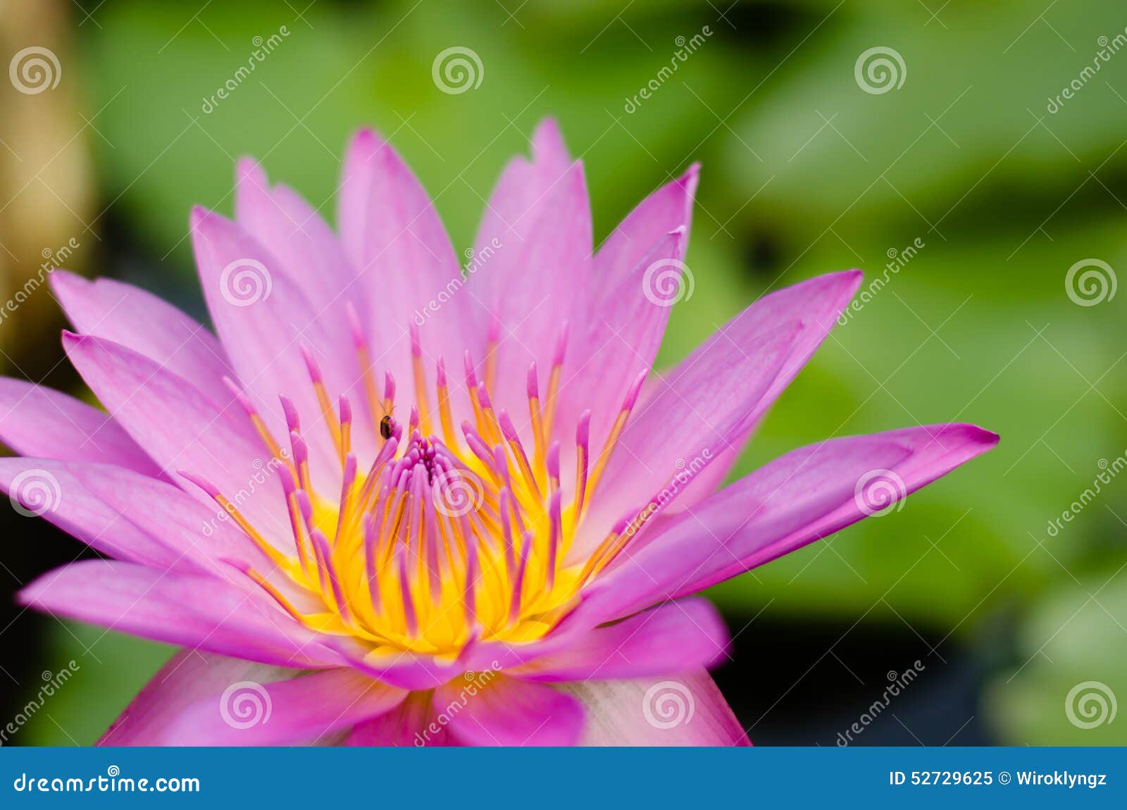 Magenta Lotus Blooming. stock image. Image of yellow - 52729625