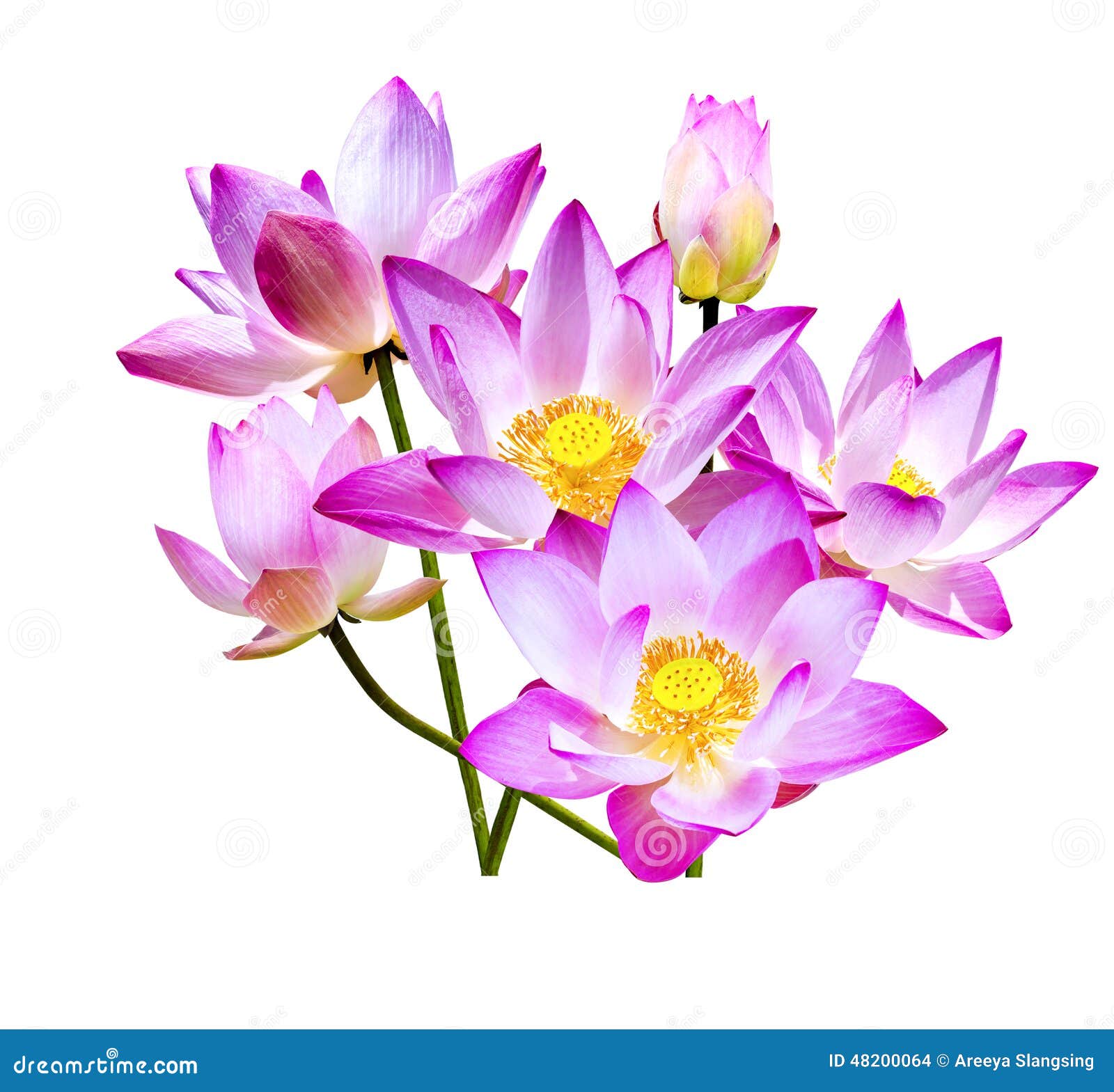 Magenta Lotus Flowers Isolated Stock Photo - Image of flower, bloom ...