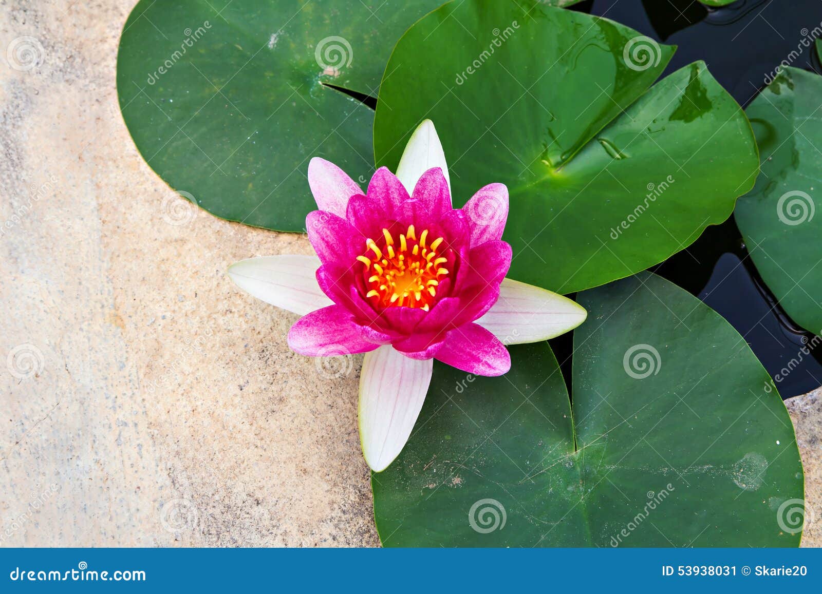Magenta lotus in pool stock image. Image of dainty, landscaping - 53938031