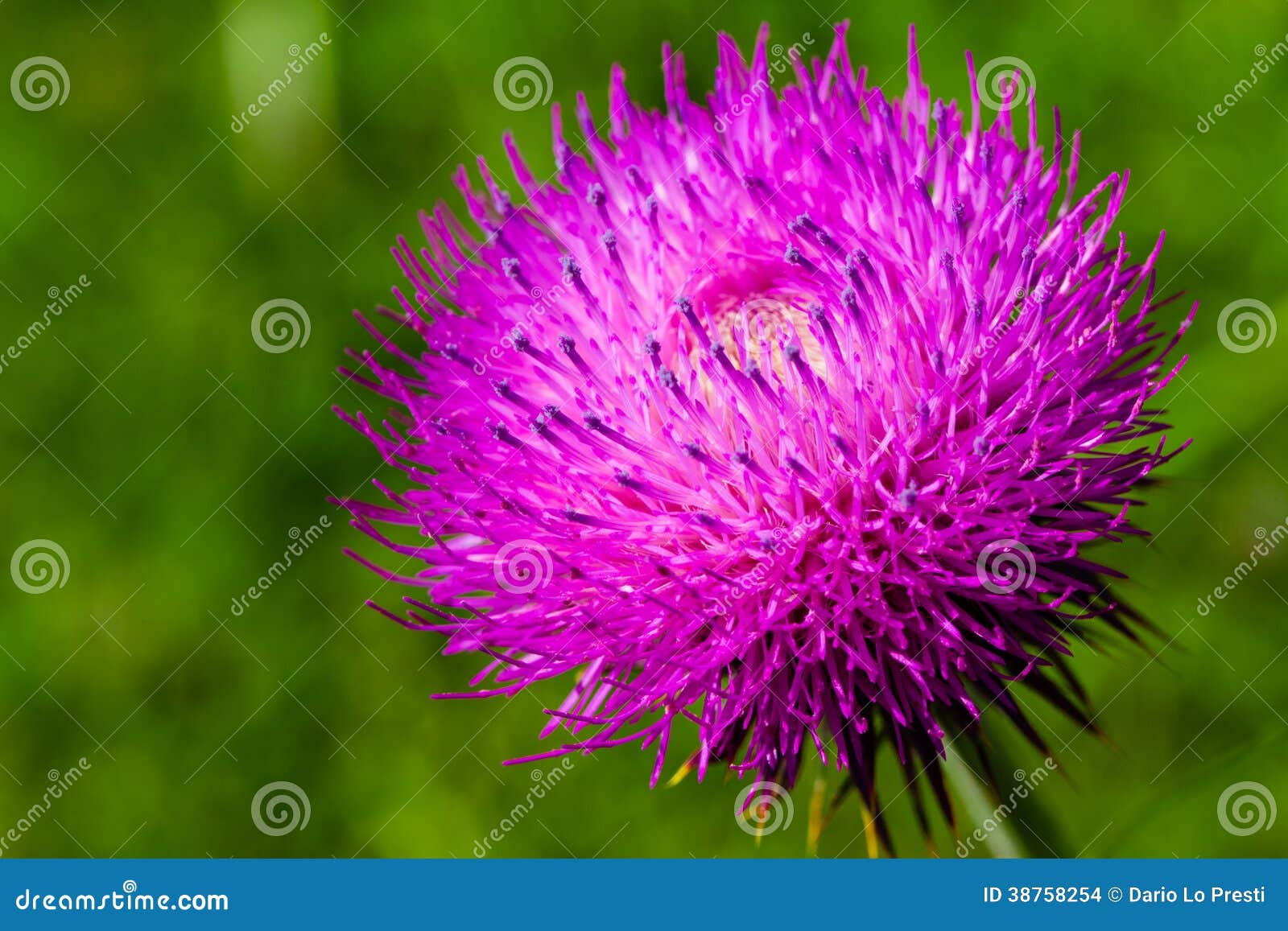 Magenta stock photo. Image of flora, marianum, botany - 38758254