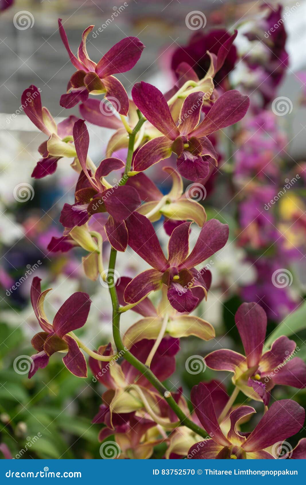 Magenta orchid stock photo. Image of tropical, magenta - 83752570