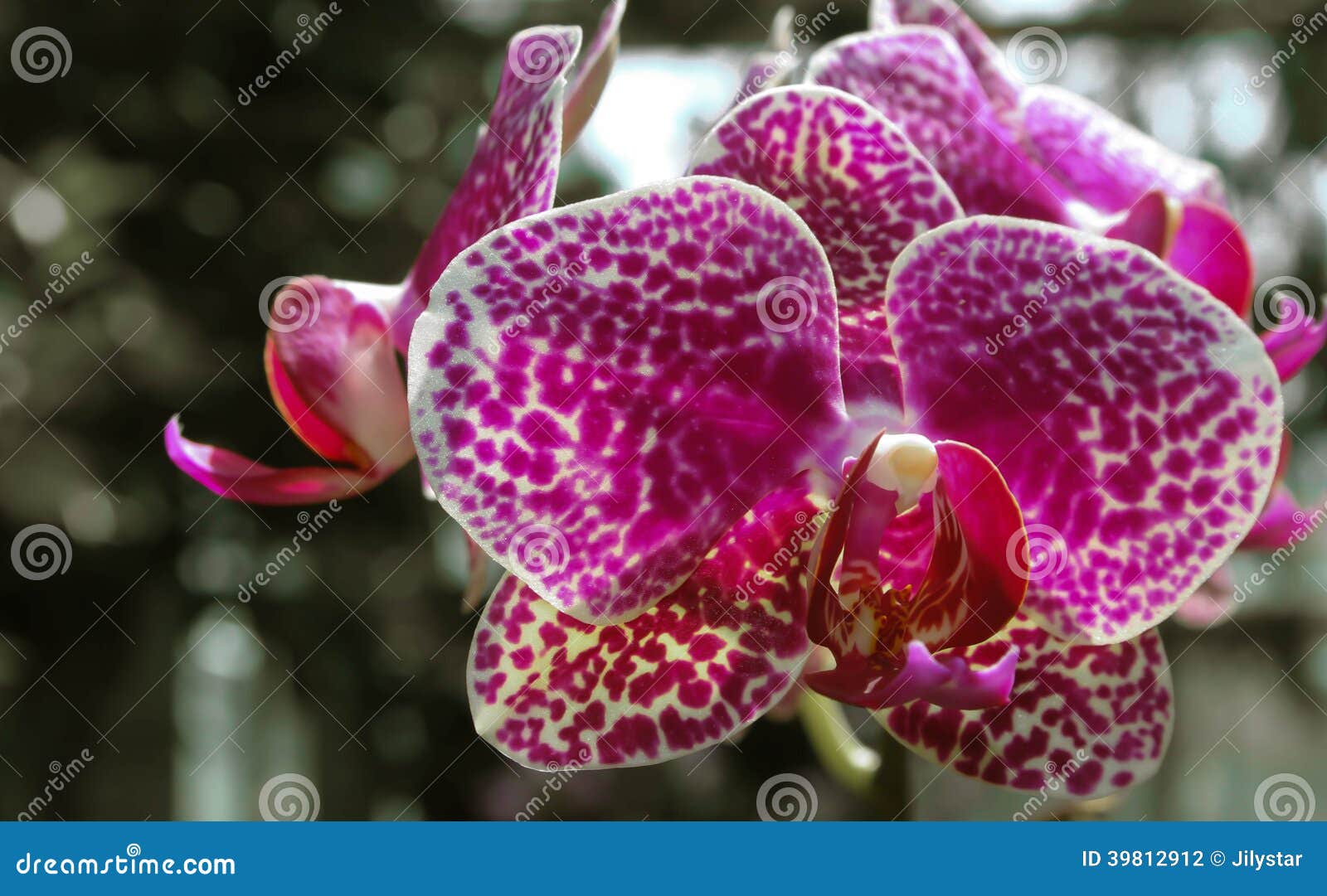 Magenta Orchid stock photo. Image of flower, beauty, plant - 39812912