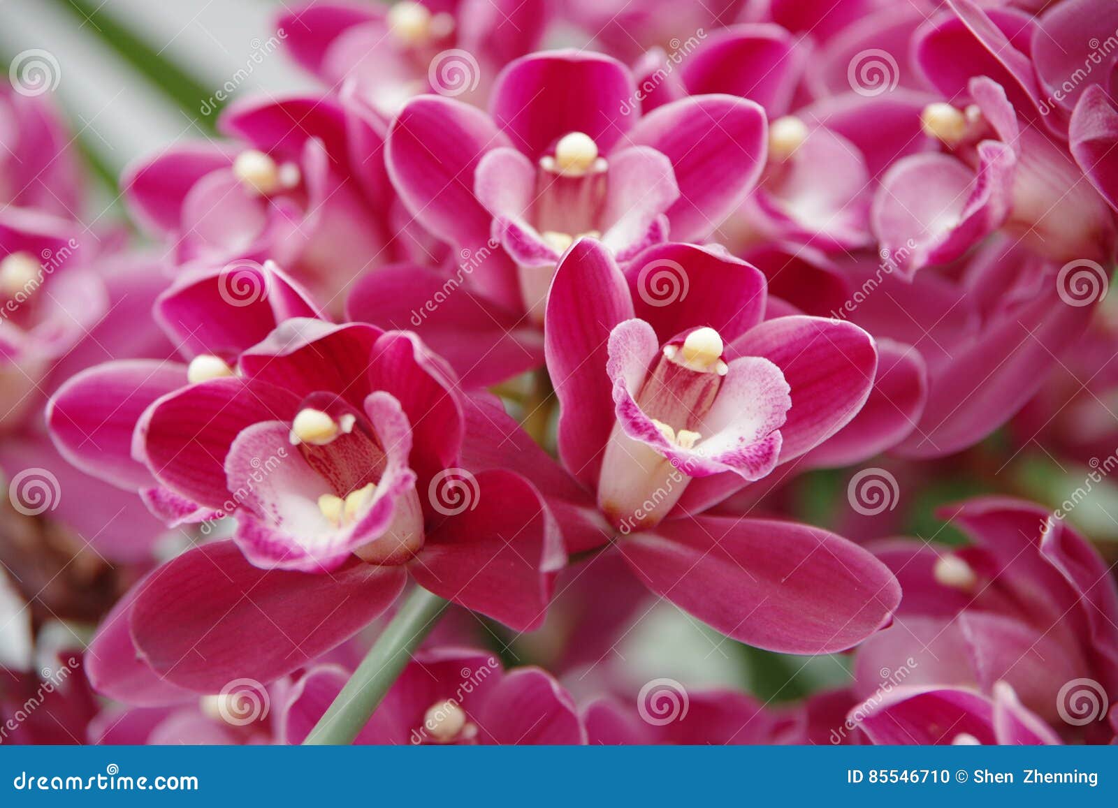 Magenta Orchid stock photo. Image of festival, amabilis - 85546710