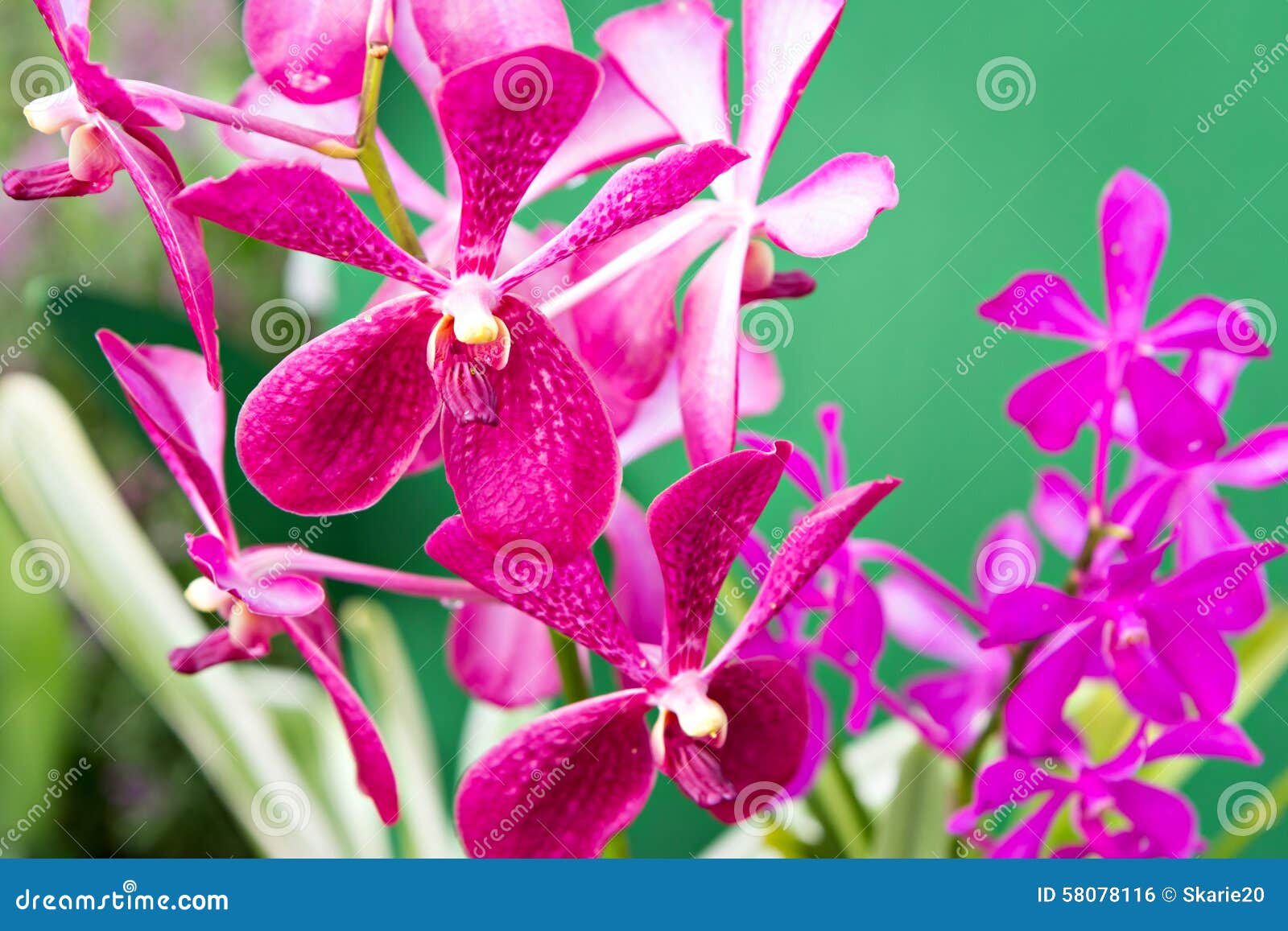 Magenta orchid flowers stock photo. Image of copy, stem - 58078116