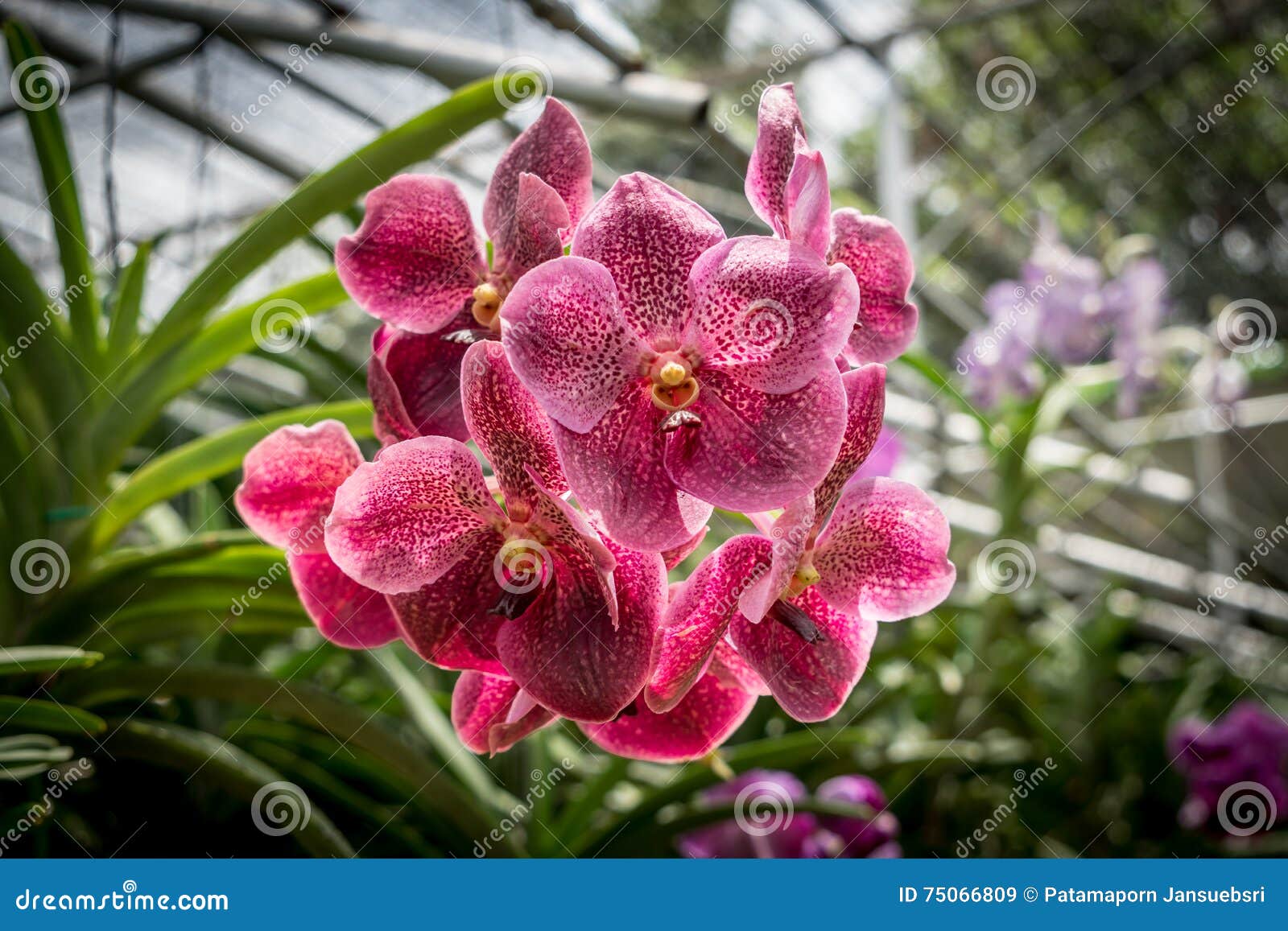 Magenta Orchid on Green Leaves Background Stock Image - Image of leaf ...