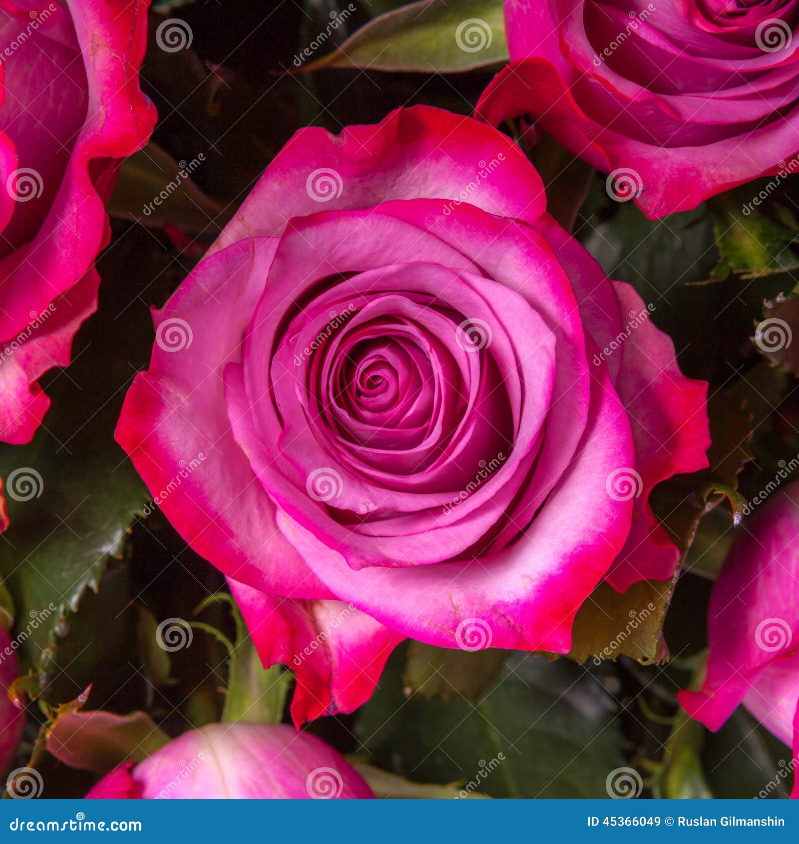 Magenta petal rose flower stock image. Image of magenta - 45366049