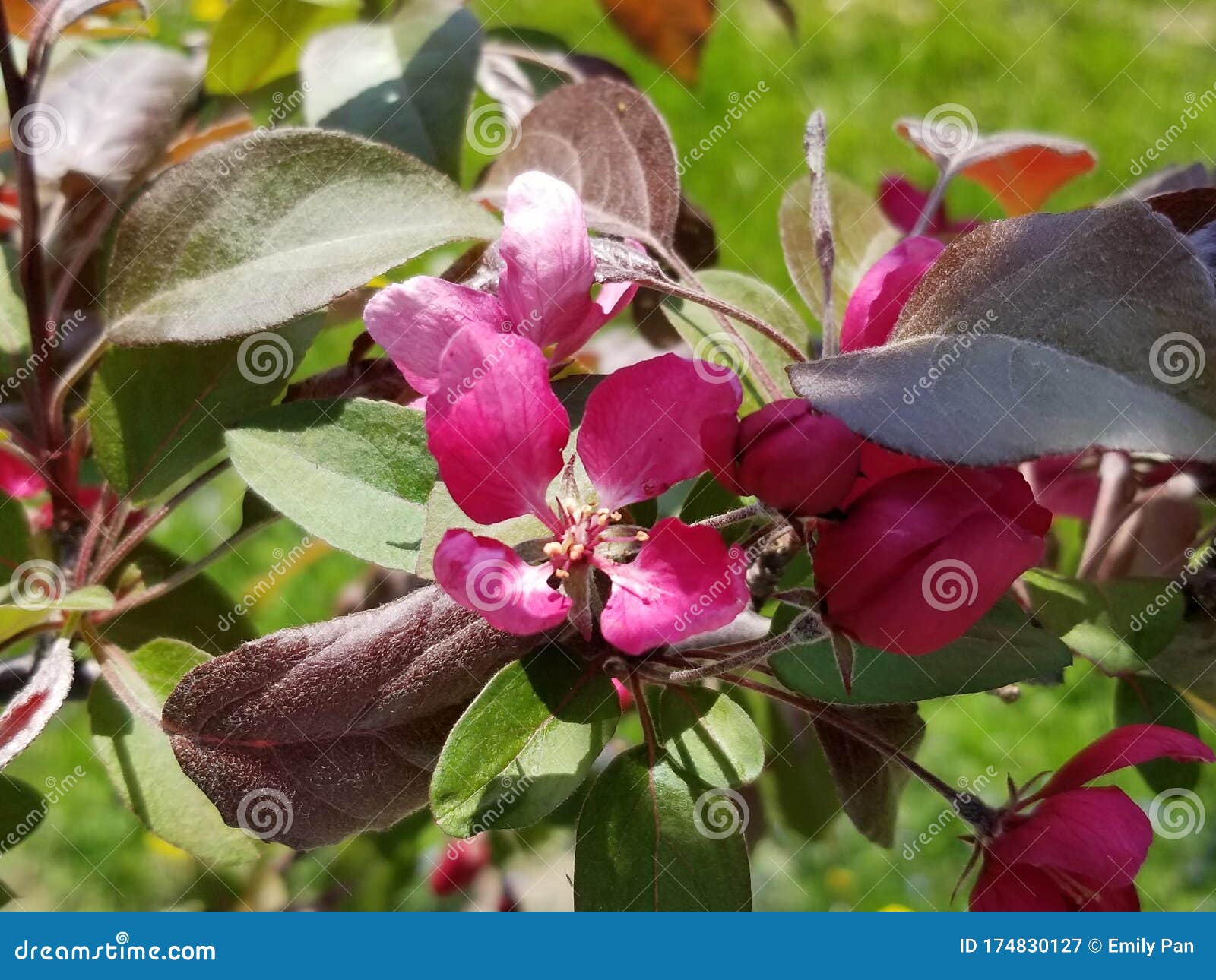 Magenta Pink Flower stock image. Image of fruit, tree - 174830127