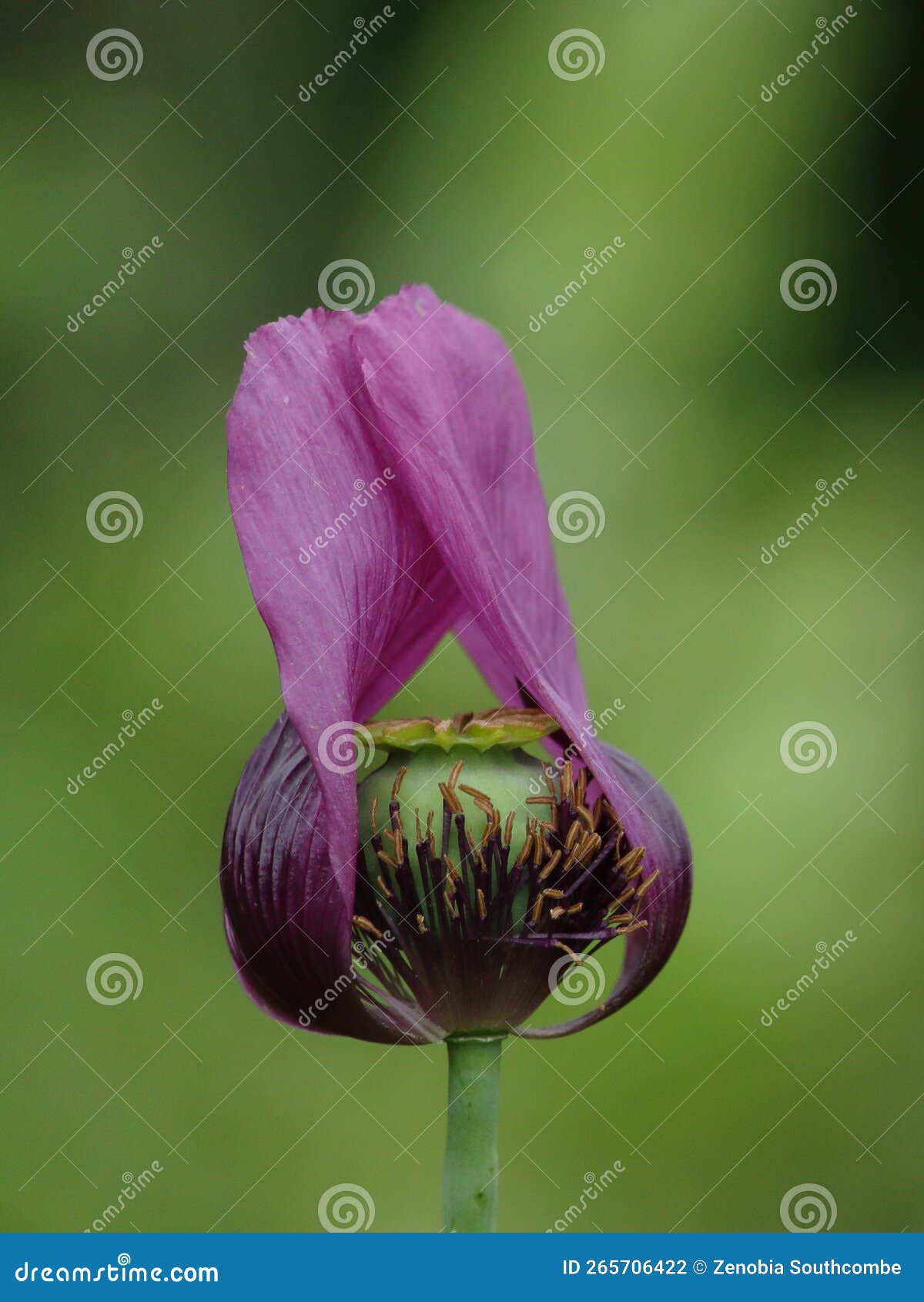 Magenta Poppy with Seed Pod and Anthers & Filaments Stock Photo - Image ...