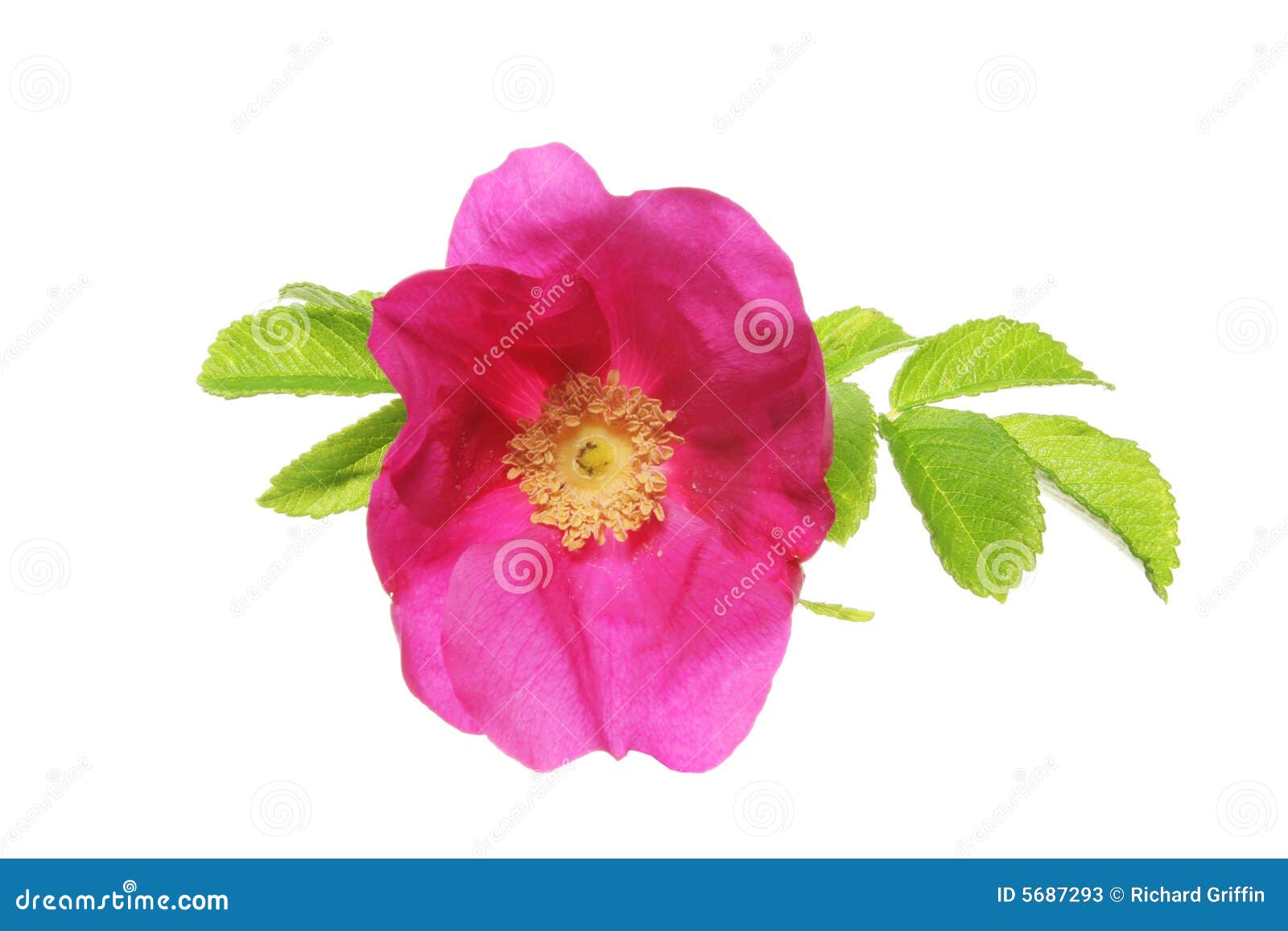 Magenta rose stock image. Image of stamen, rose, pink - 5687293
