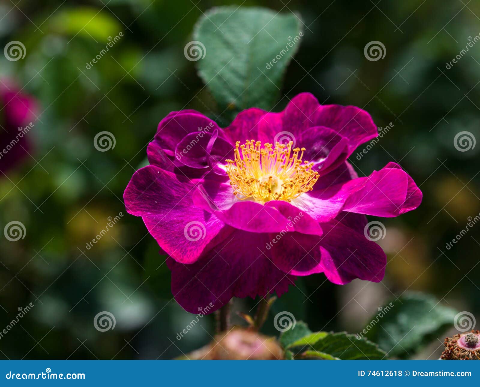 Magenta rose stock photo. Image of garden, rosebush, bokeh - 74612618