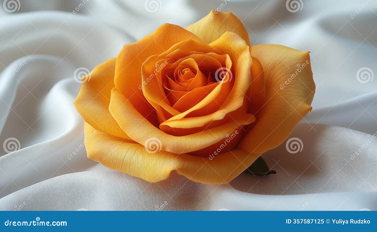 Magenta Rose Flower on White Fabric Background Stock Image - Image of ...