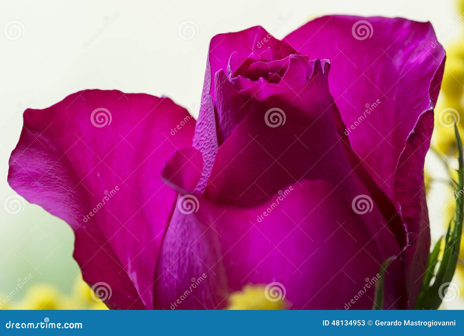 Magenta rose stock image. Image of closeup, pink, avviversary - 48134953