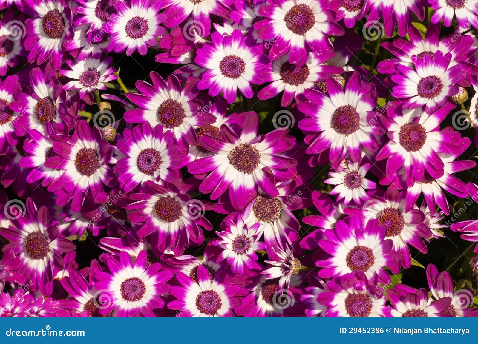 Magenta Spring Flowers Background Stock Photo - Image of love, floral ...