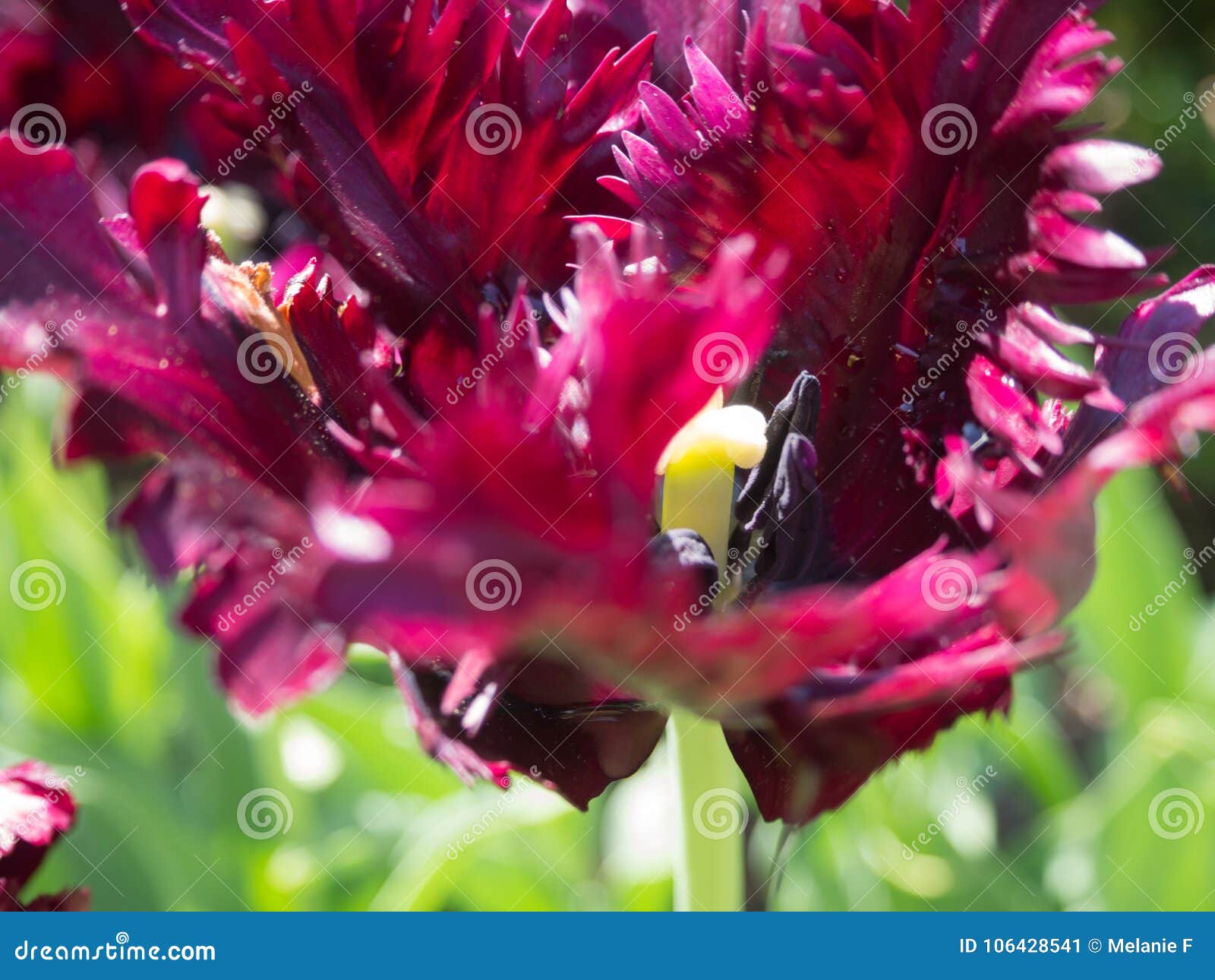 Magenta Tulip close up stock image. Image of bouquet - 106428541