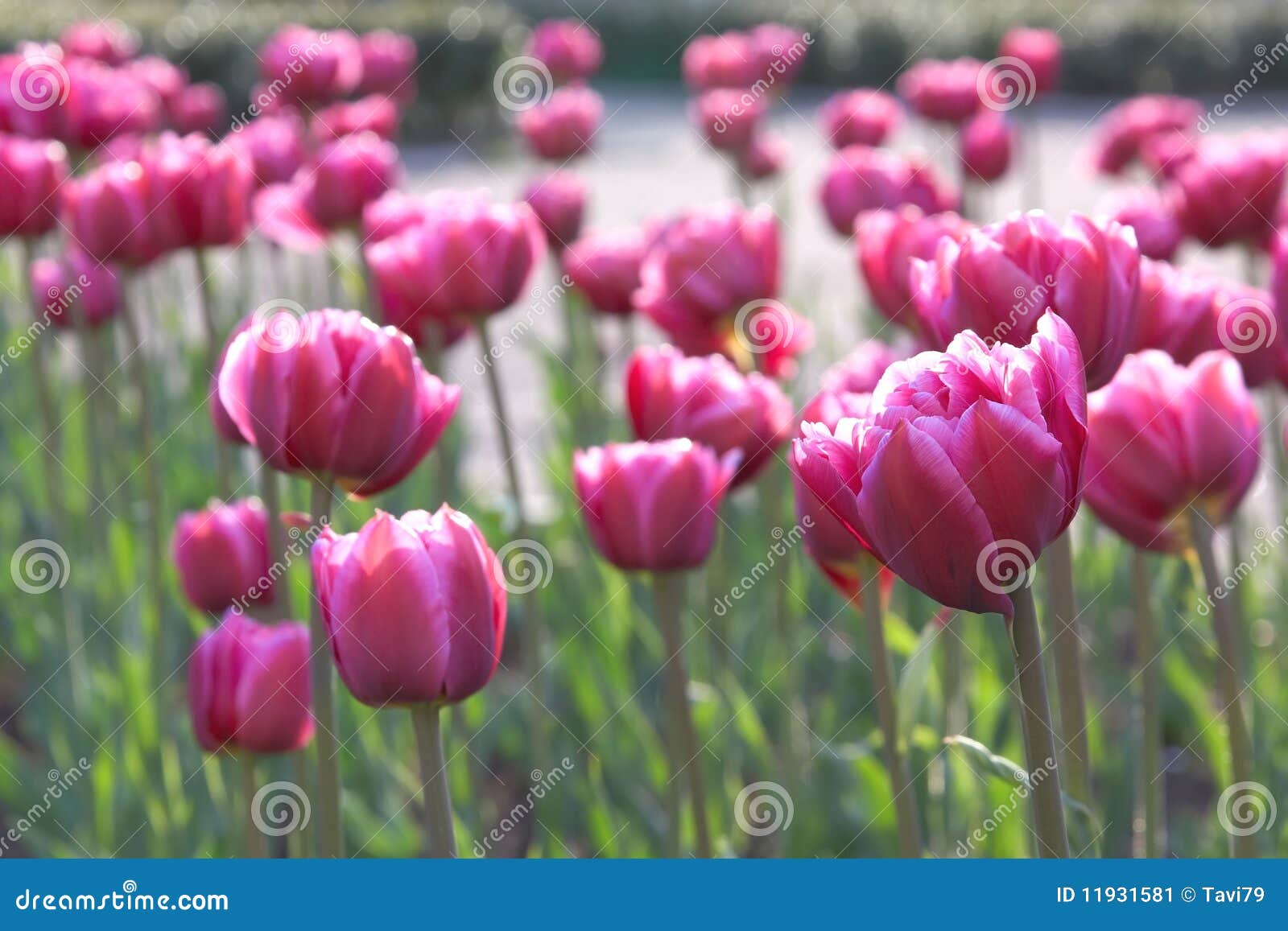 Magenta tulips stock image. Image of magenta, april, mutation - 11931581