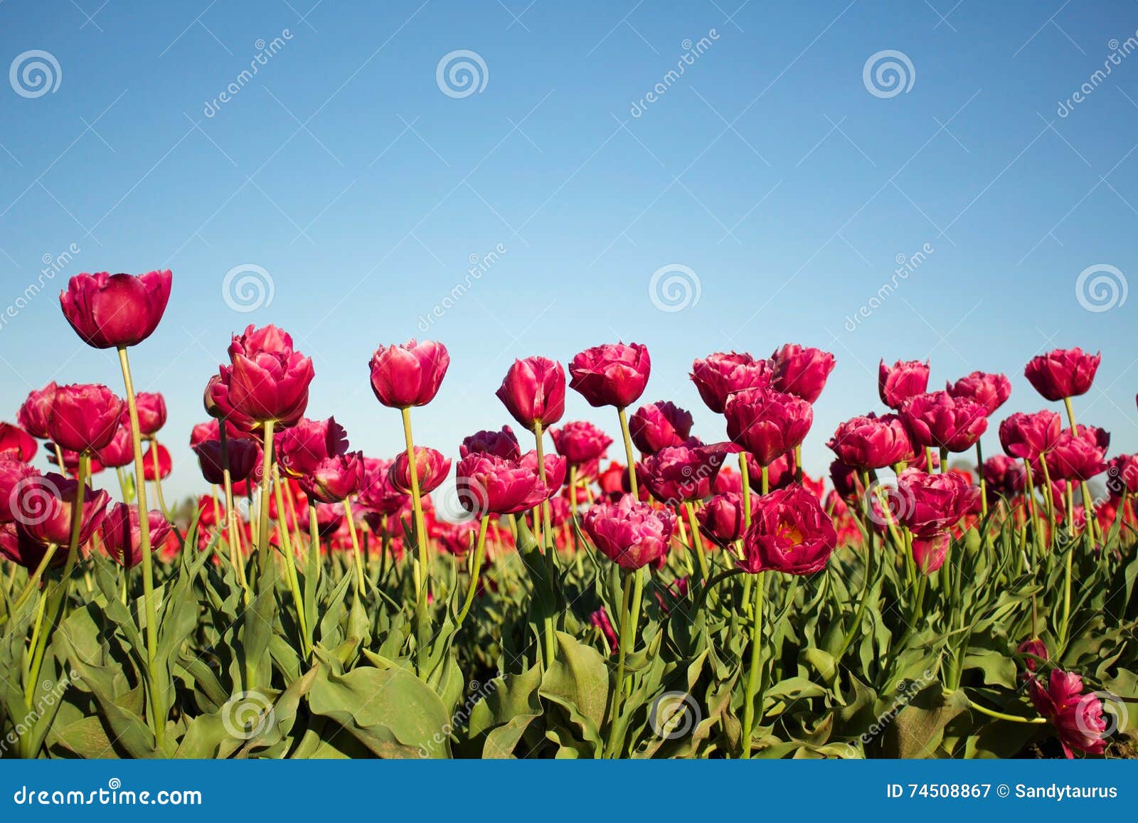 Magenta Tulips in Group stock image. Image of tulips - 74508867