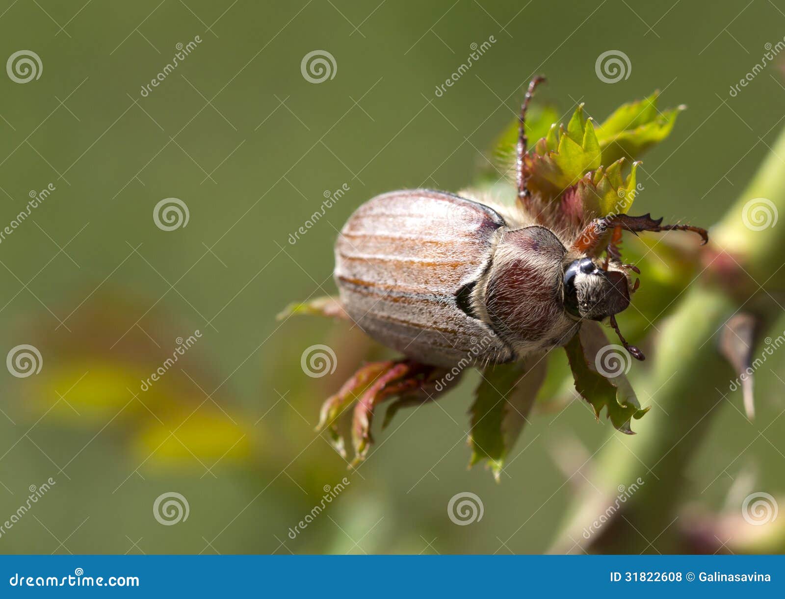 Maggio-insetto (lat. Melolontha). Fotografia Stock - Immagine di ...
