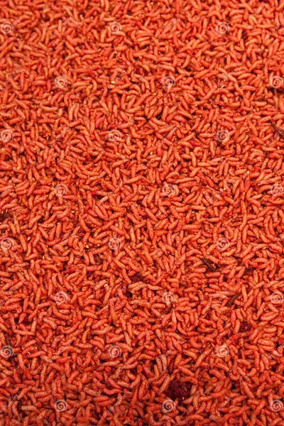 Maggot background stock photo. Image of pests, pest, fishing - 13784142