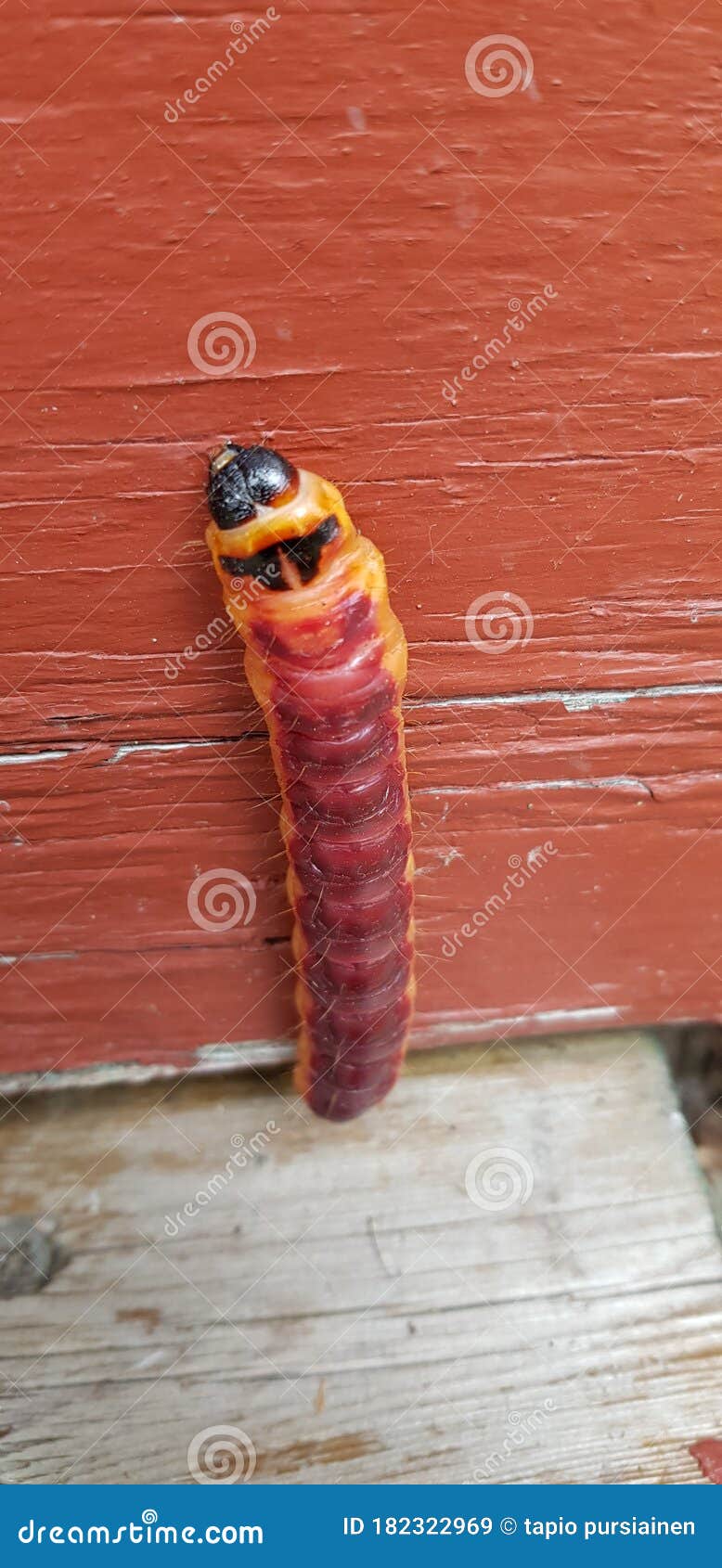 Maggot BIG summer stock image. Image of yellow, maggot - 182322969