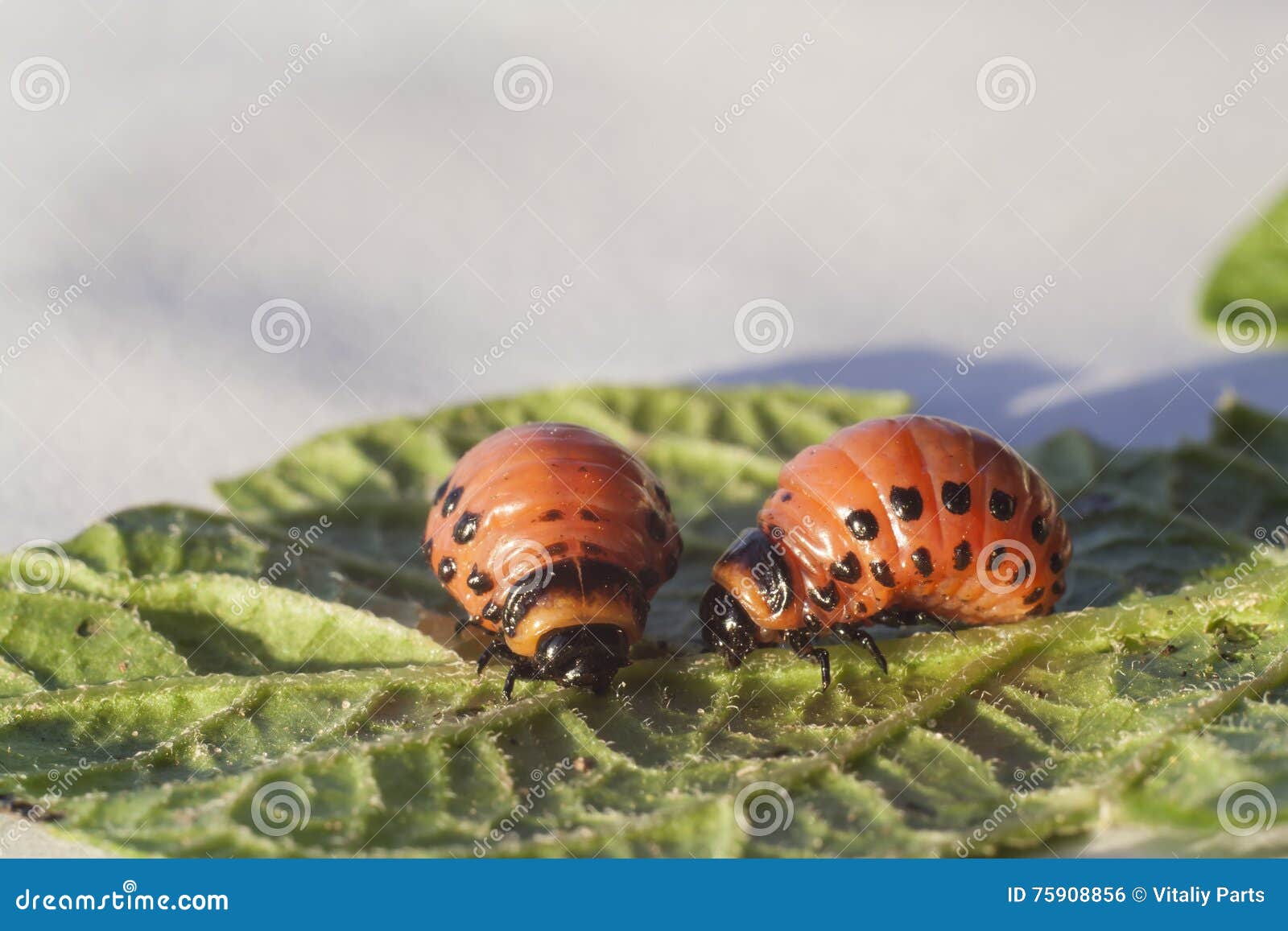 Maggot Colorado beetle stock photo. Image of crop, damage - 75908856
