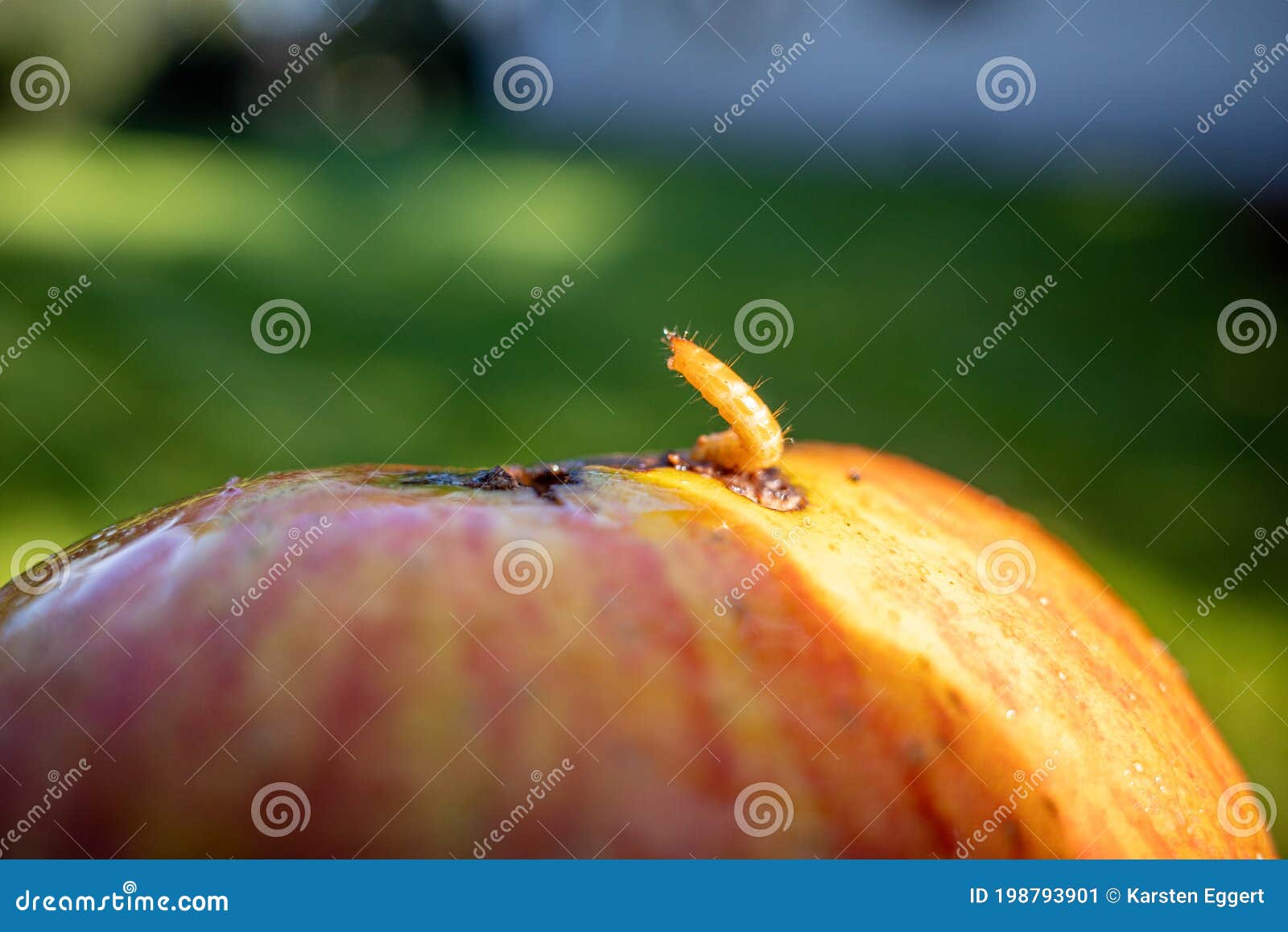 Maggot Crawls Out of a Ripe Apple Stock Image - Image of damaged ...