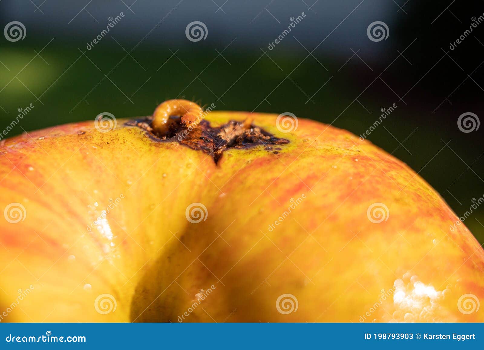 Red Apple Maggot Cartoon Stock Photos - Free & Royalty-Free Stock ...