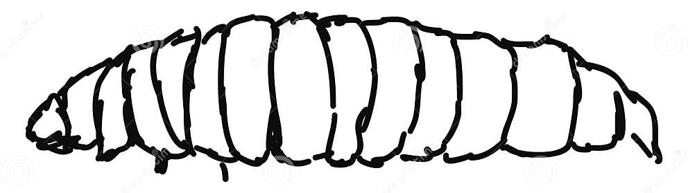 Maggot Drawing, Illustration, Vector Stock Vector - Illustration of ...