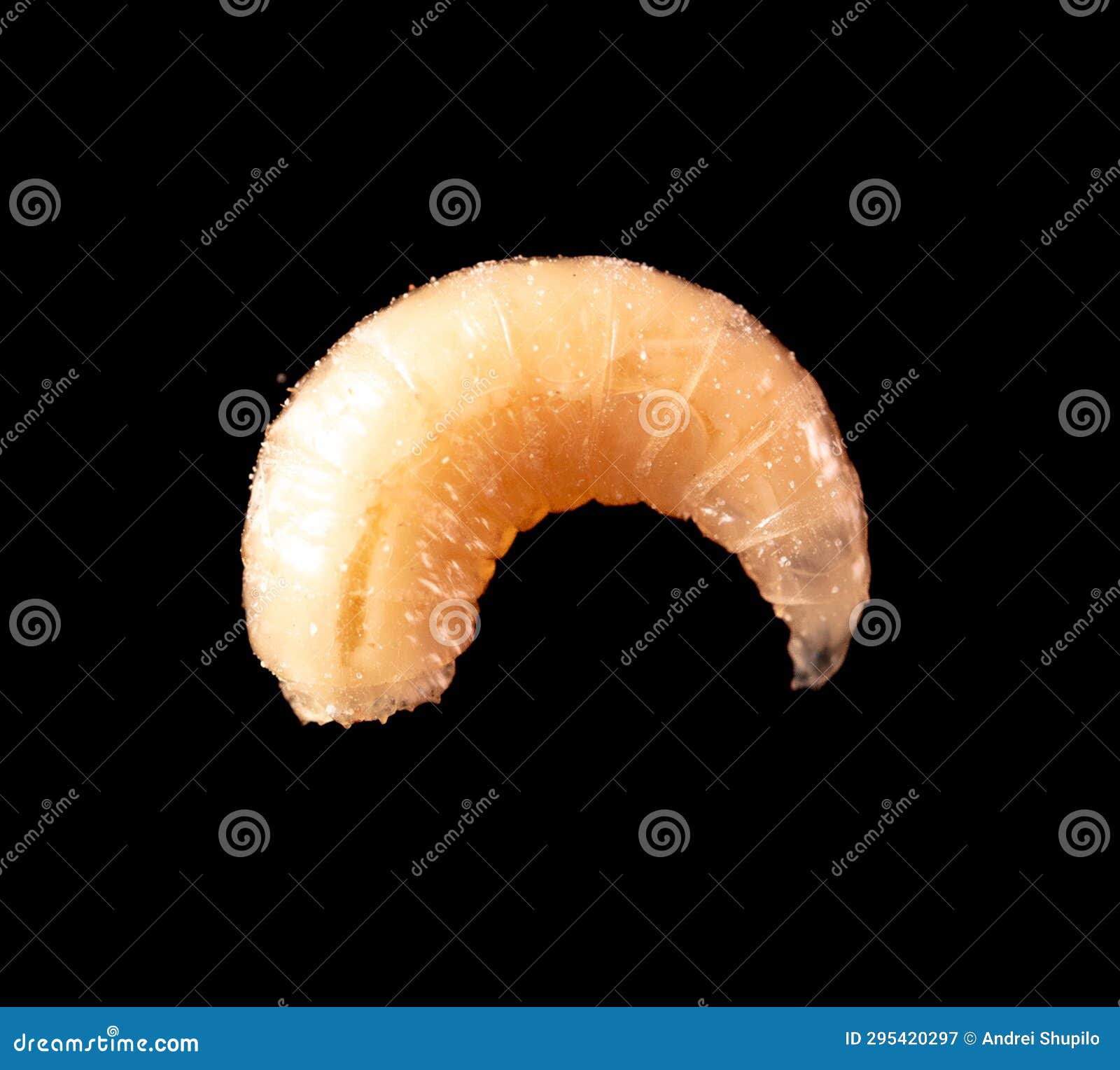 Maggot Isolated Black Background. Macro Stock Image - Image of orange ...