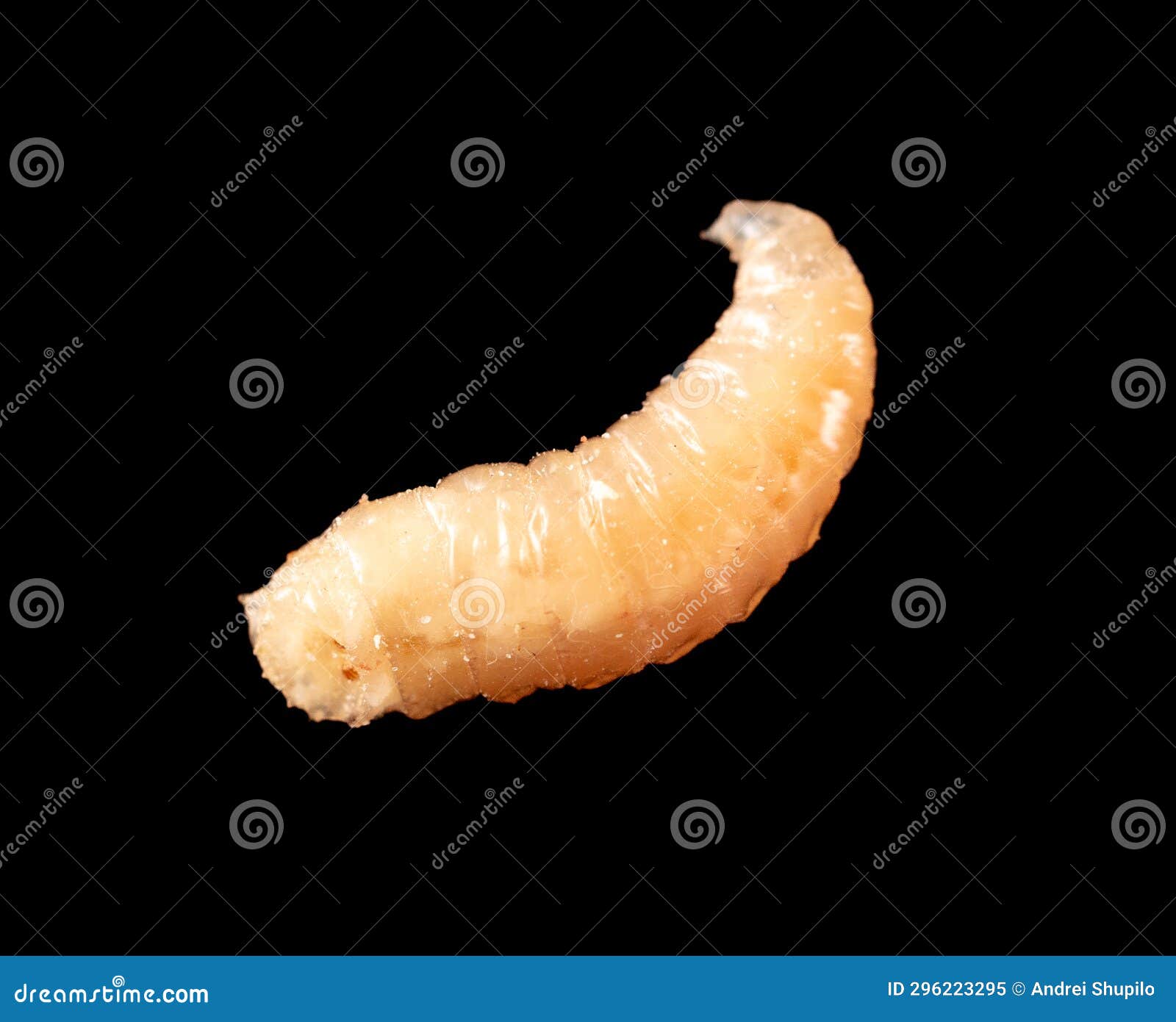 Maggot Isolated Black Background. Macro Stock Image - Image of detail ...