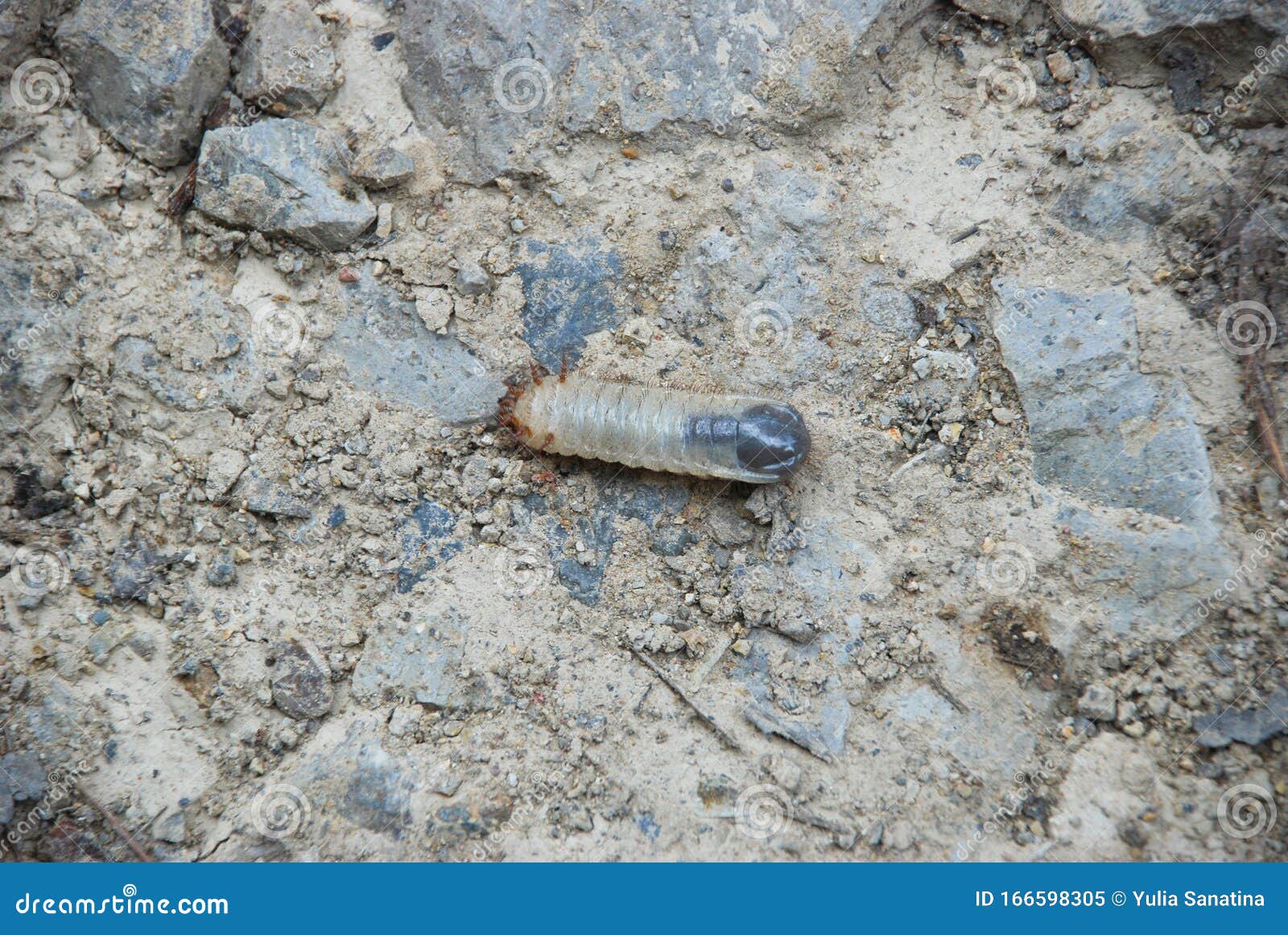 Maggot of the Moth or a Bug Moving through Plantless Area Stock Image ...