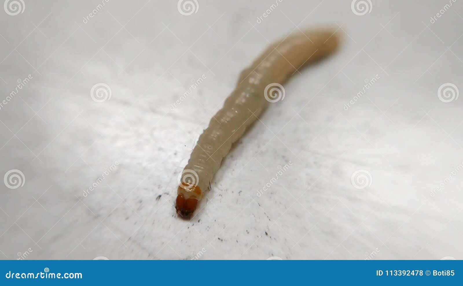 Maggot Stock Footage & Videos - 492 Stock Videos