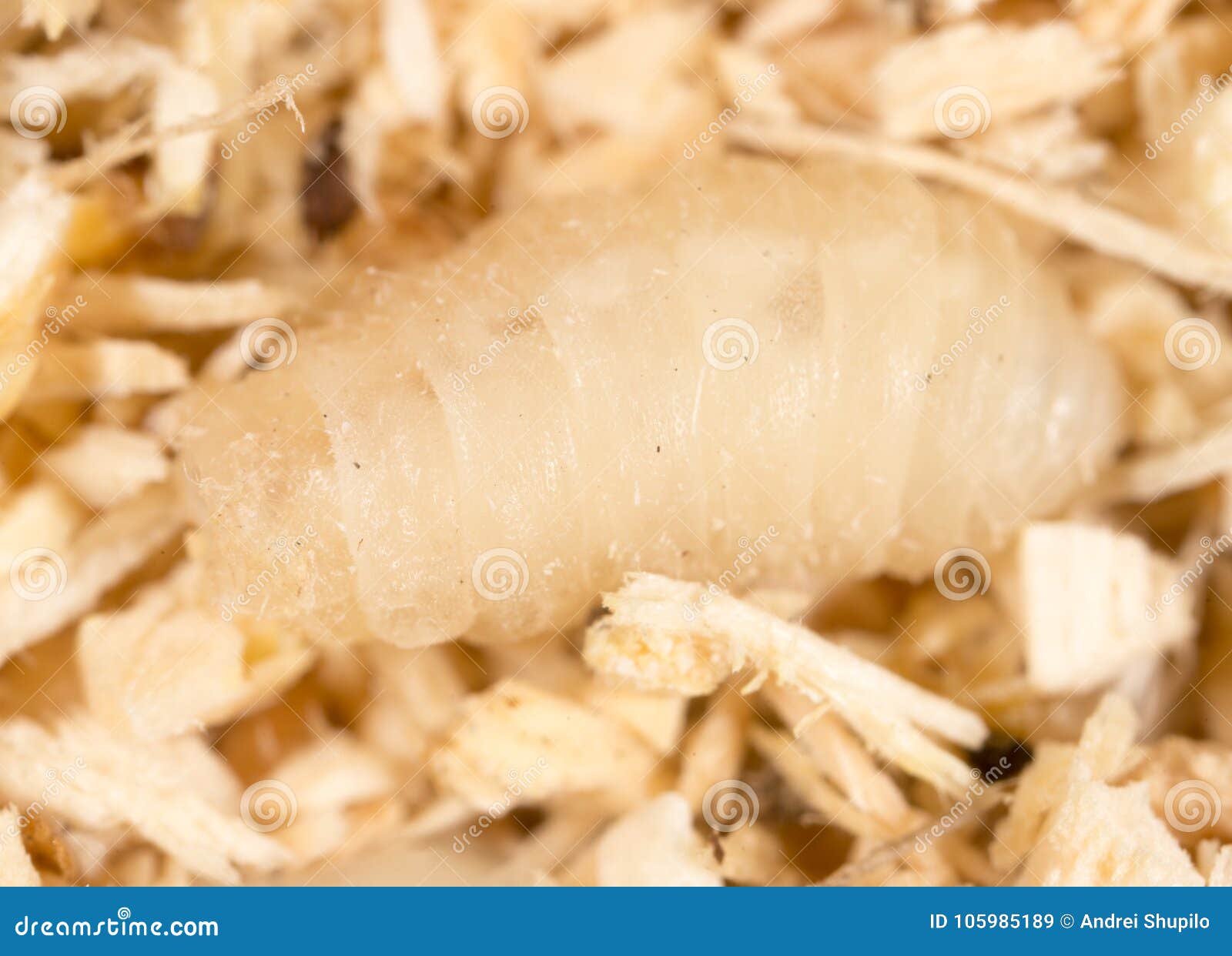 Maggot in sawdust. macro stock image. Image of experiment - 105985189