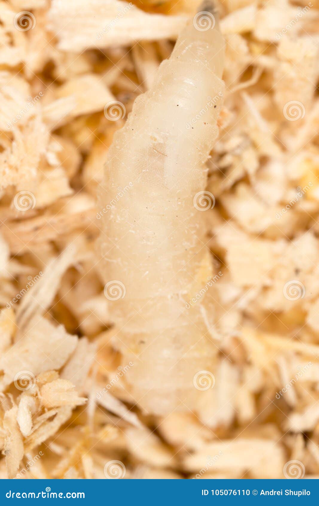 Maggot in sawdust. macro stock photo. Image of background - 105076110