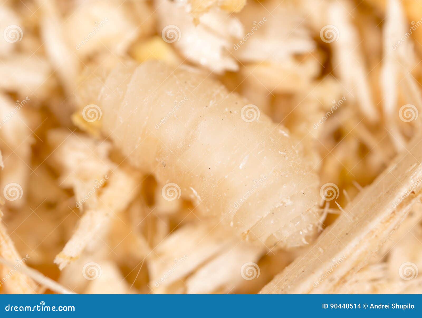 Maggot in sawdust. macro stock photo. Image of brown - 90440514