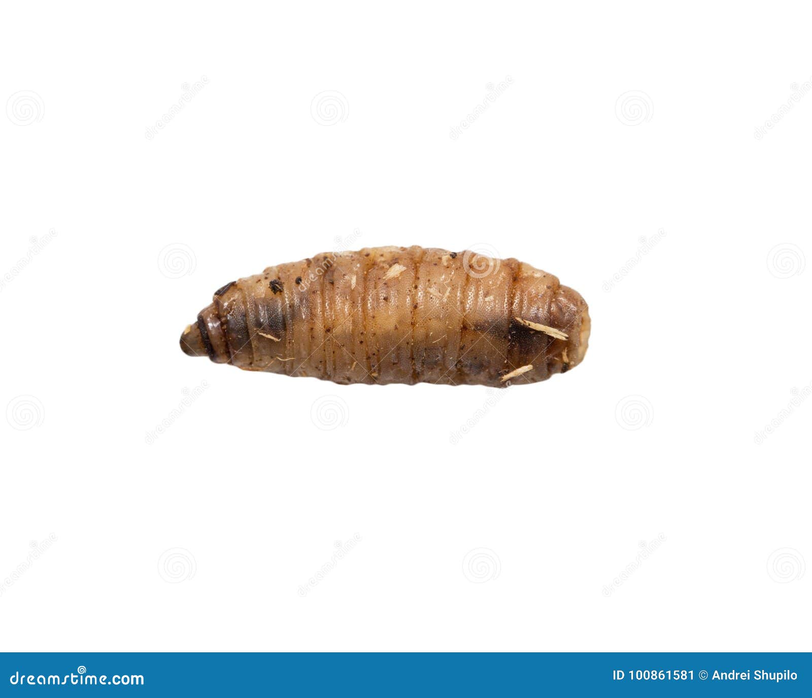 Maggot on a White Background Stock Image - Image of diptera, horizontal ...