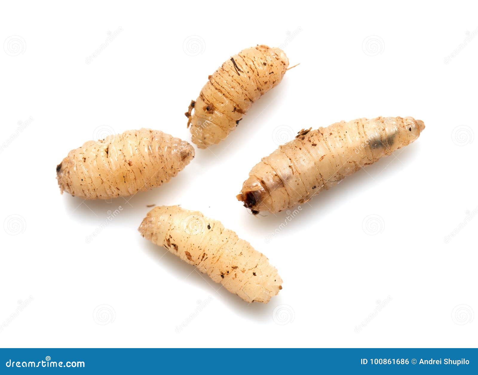 Maggot on a White Background Stock Photo - Image of bait, color: 100861686