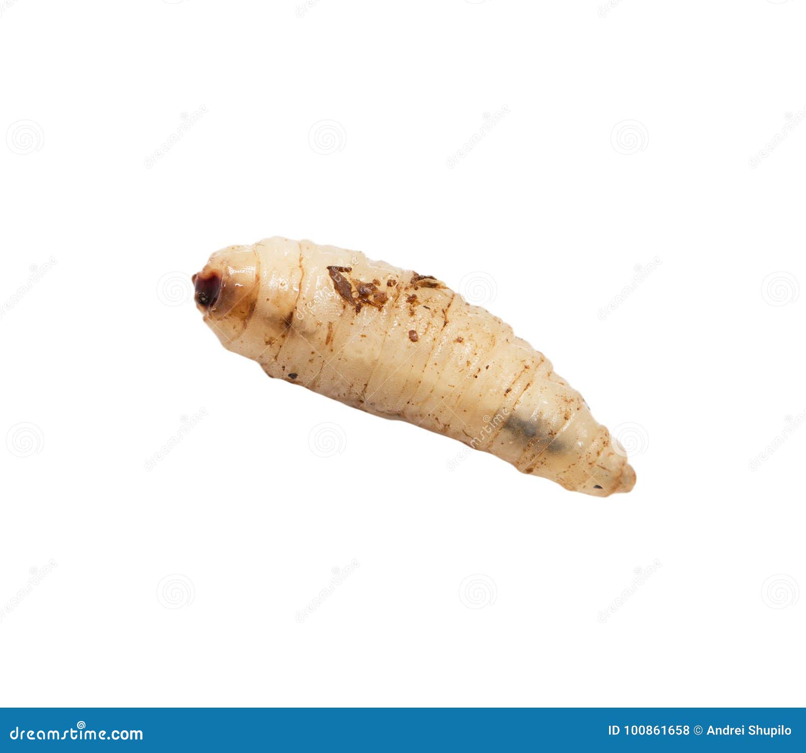 Maggot on a White Background Stock Photo - Image of diptera, arthropod ...