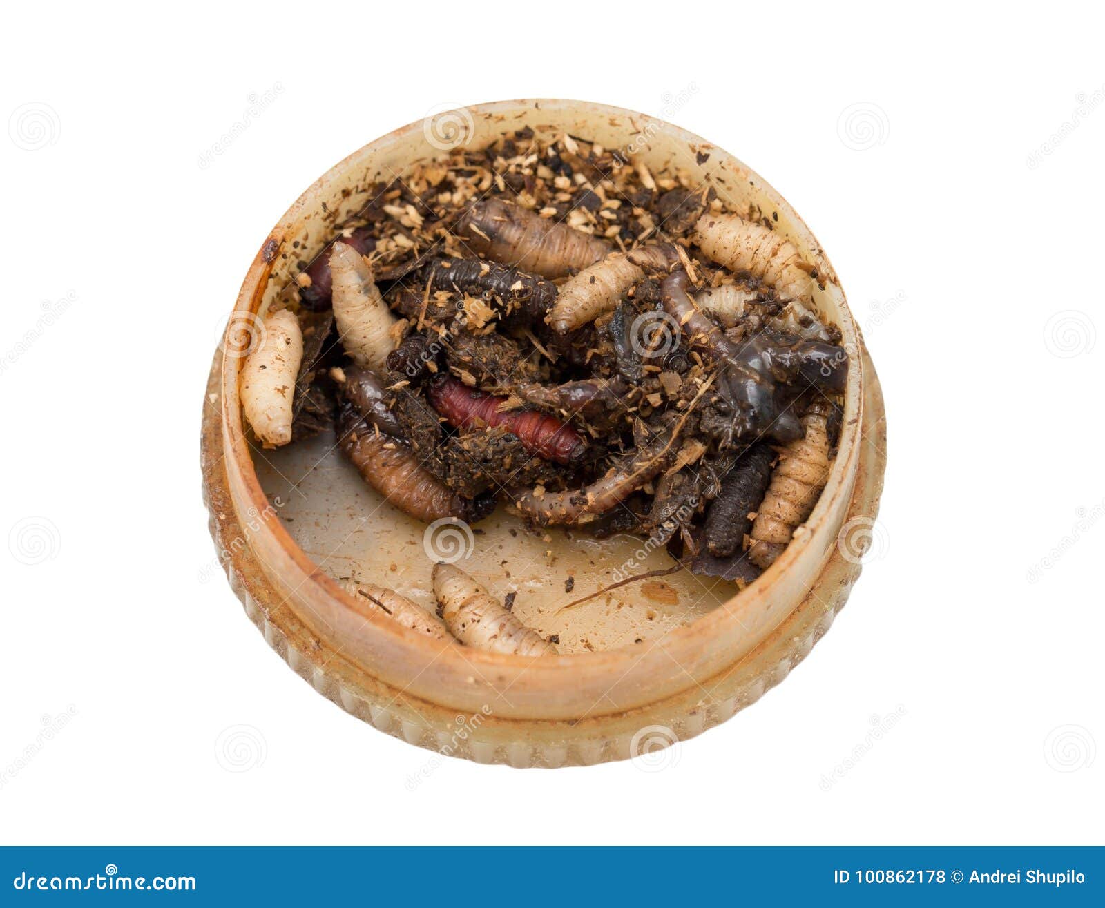 Maggot on a White Background Stock Photo - Image of worm, invertebrate ...