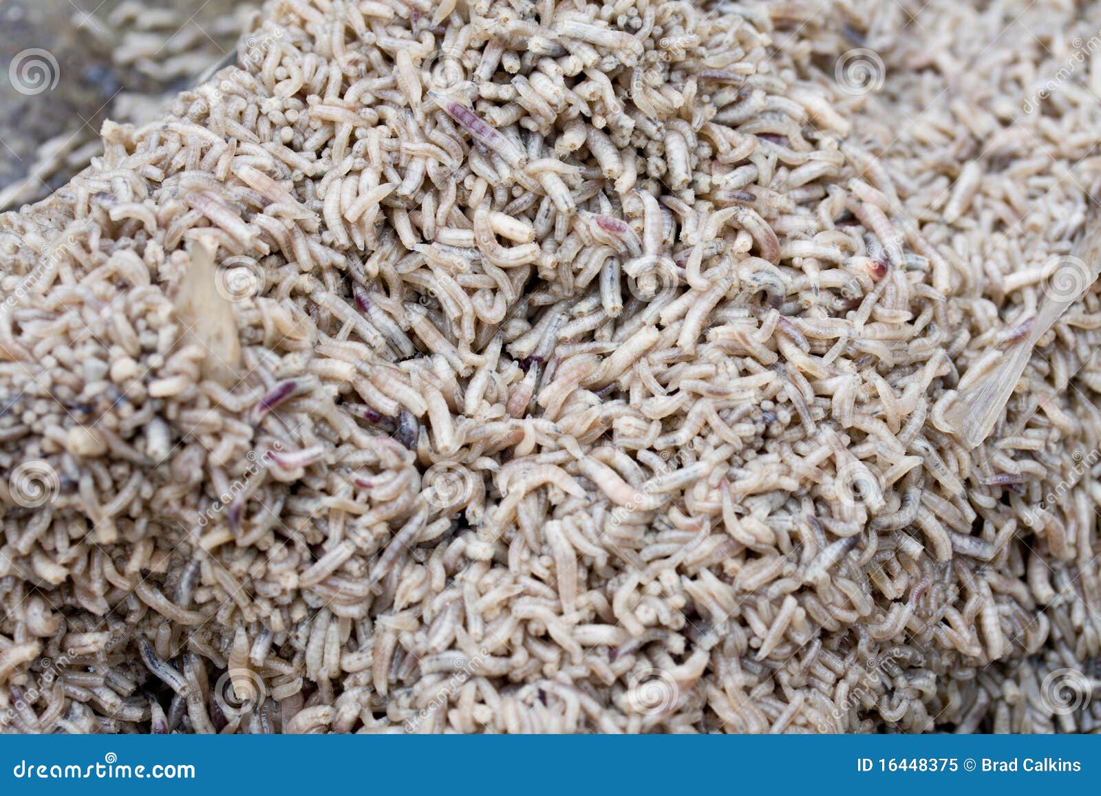 Maggots stock image. Image of dead, carrion, larvae, maggot - 16448375