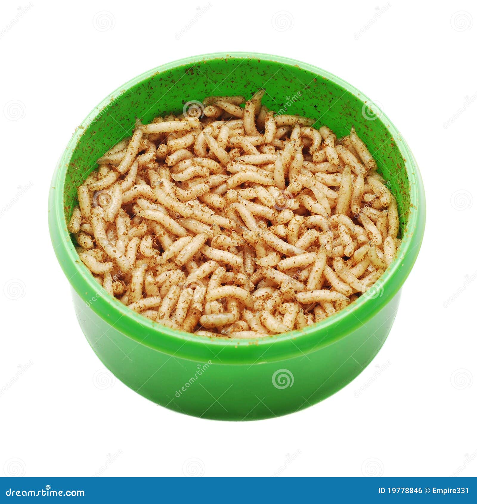 Maggots stock photo. Image of bunch, angling, maggots - 19778846