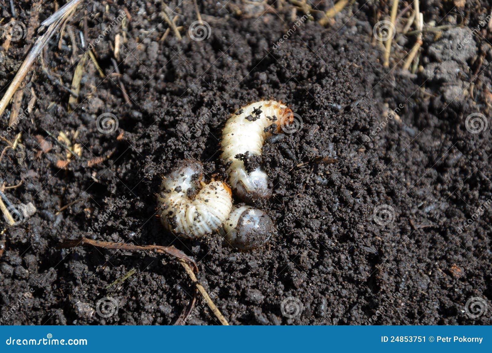 Maggots stock image. Image of color, danger, larva, maggot - 24853751