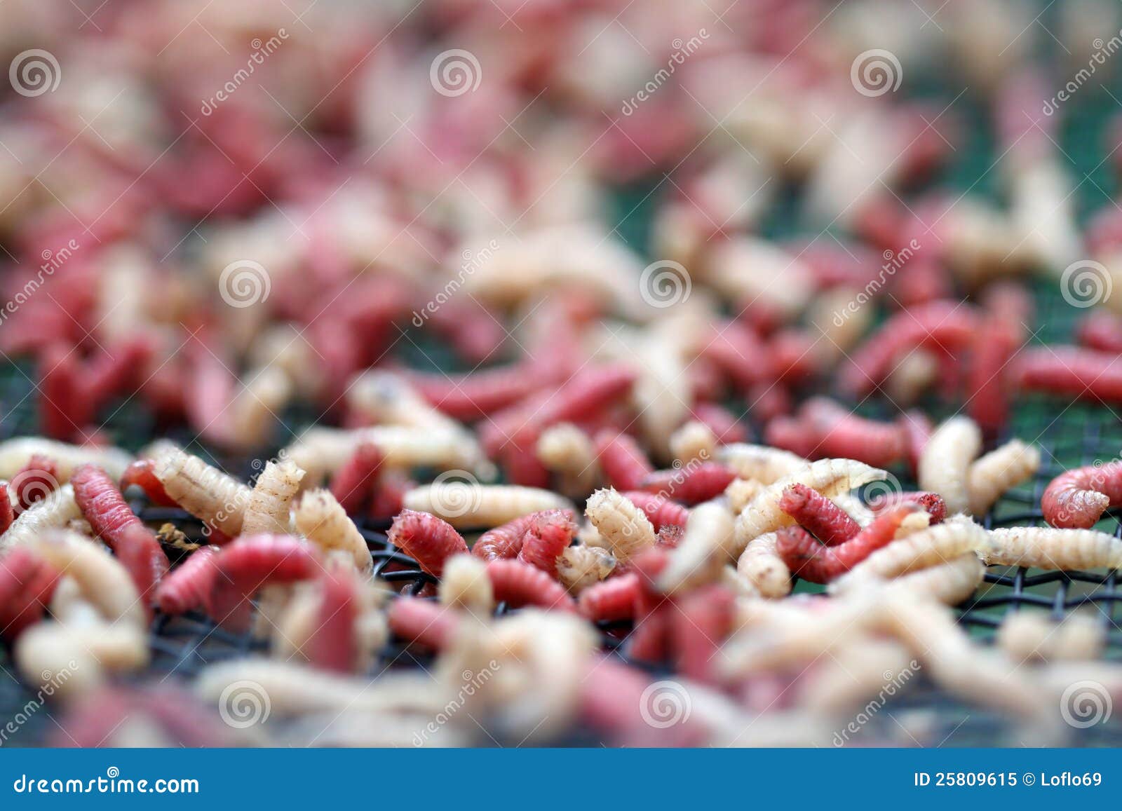 Maggots stock image. Image of larva, invertebrate, fishing - 25809615