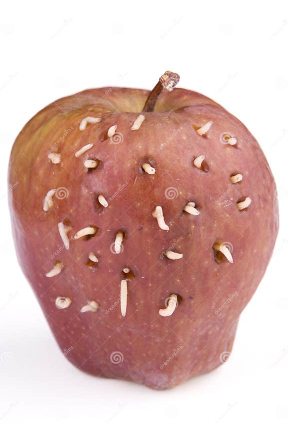 Maggots on apple stock image. Image of defect, pest, rotten - 5579801