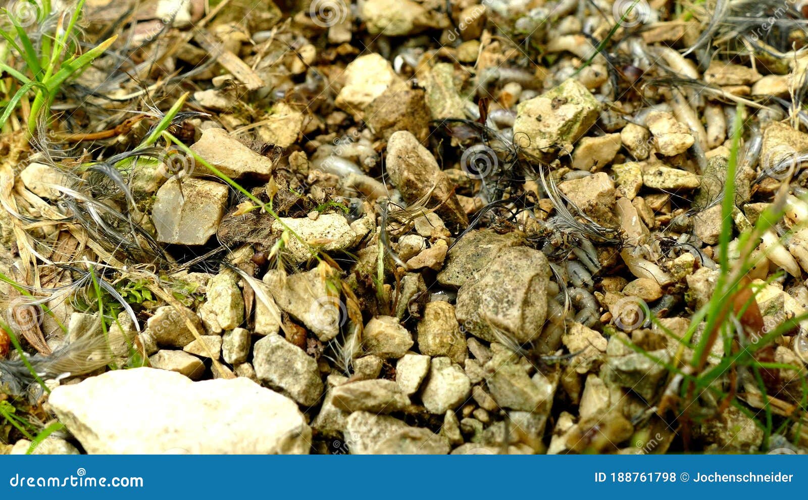 Maggots Eating a Bird Carcass Stock Footage - Video of eating, insects ...