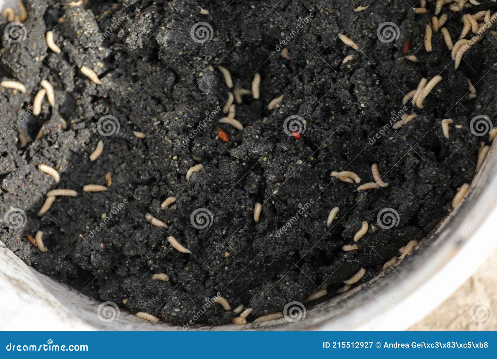 Maggots in fish feed stock image. Image of maggots, brown - 215512927