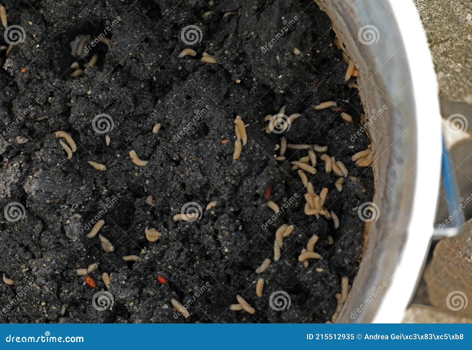 Maggots in fish feed stock image. Image of ocean, flow - 215512935