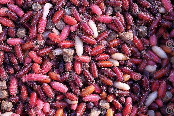 Maggots and pupa. stock image. Image of bait, breed, pupa - 14072075