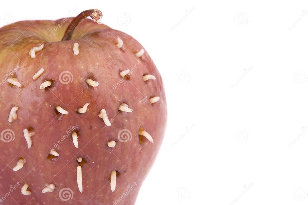 Maggots on rotten apple stock photo. Image of defect, apple - 5579802